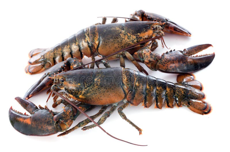 Homards image stock. Image du vivacité, luxe, gastronomie - 36084411