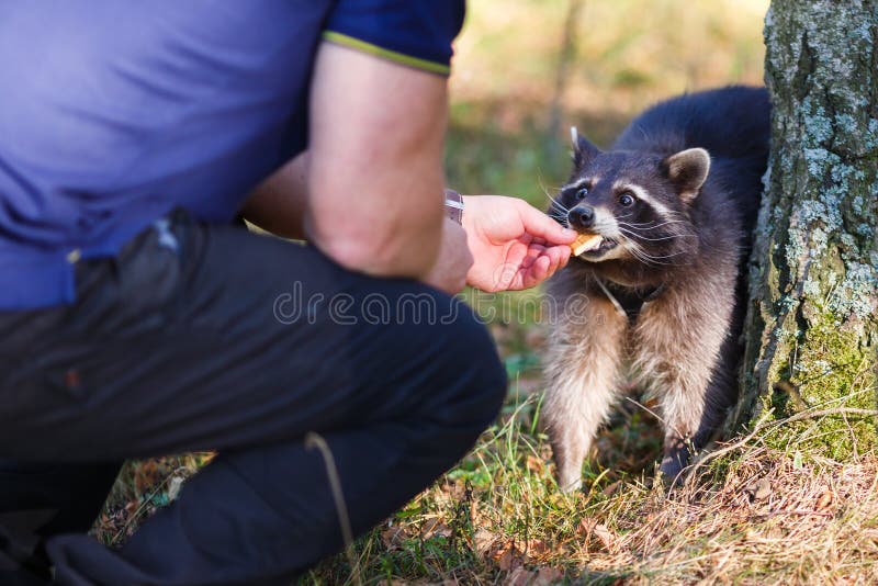 Hombre Con La Mano Que Alimenta Un Mapache Imagen de archivo - Imagen ...