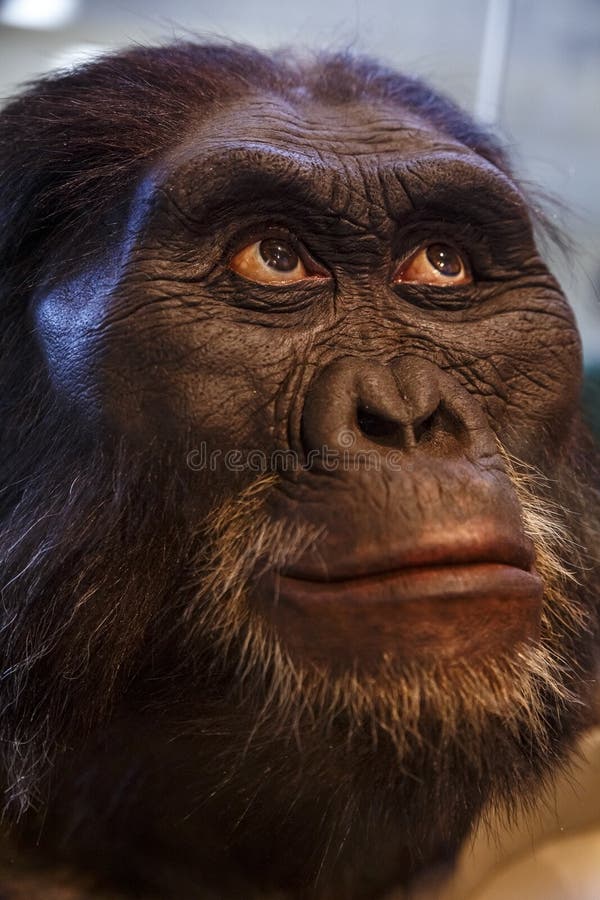 183 Australopithecus Fotos de stock - Fotos libres de regalías de ...