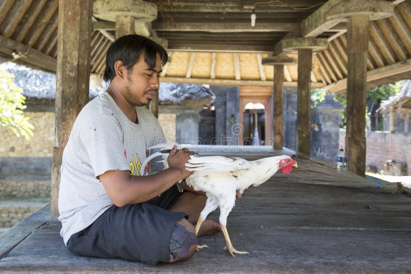 Hombre Del Balinese Con Un Gallo Imagen de archivo editorial - Imagen ...