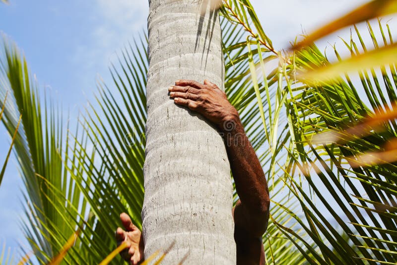 El Hombre Coge El Coco De La Palmera Fotografía editorial - Imagen de ...