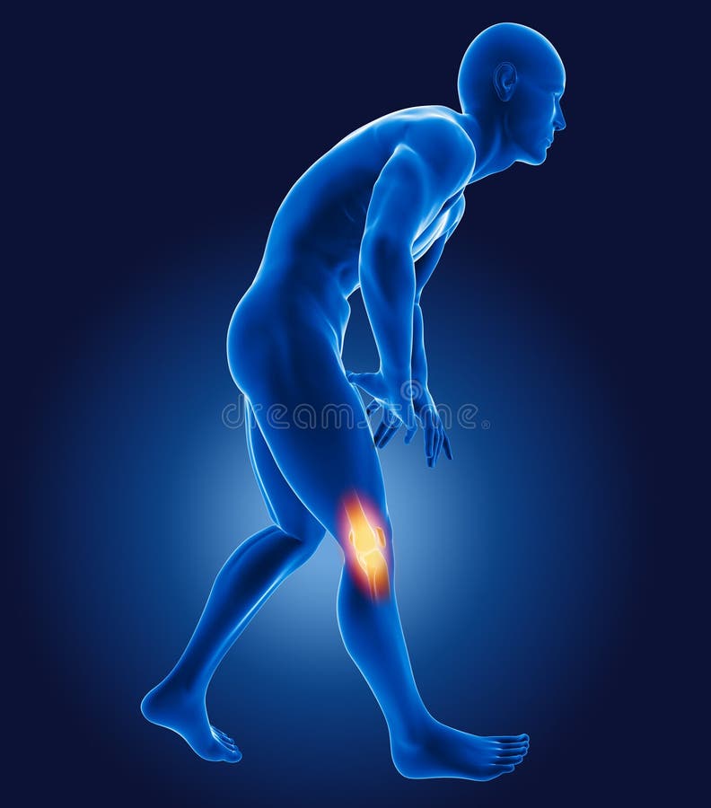 Tendones De La Corva - Músculos Femeninos De La Anatomía Stock de ...