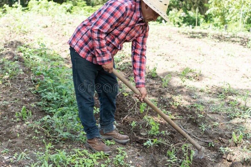 Hombre Mayor Cavando En El Campo Foto de archivo - Imagen de pala ...