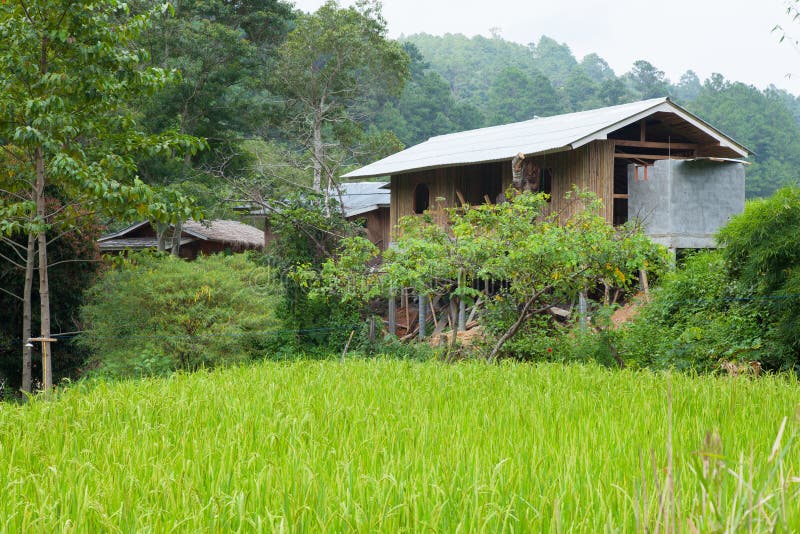 Home adjacent rice fields stock photo. Image of green - 36252280
