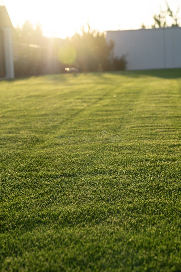 Home Backyard with Green Grass and Sunrays Stock Photo - Image of ...