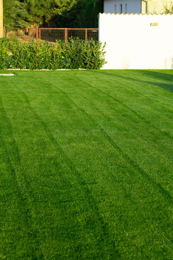 Home Backyard with Green Grass and Sunrays Stock Image - Image of sunny ...