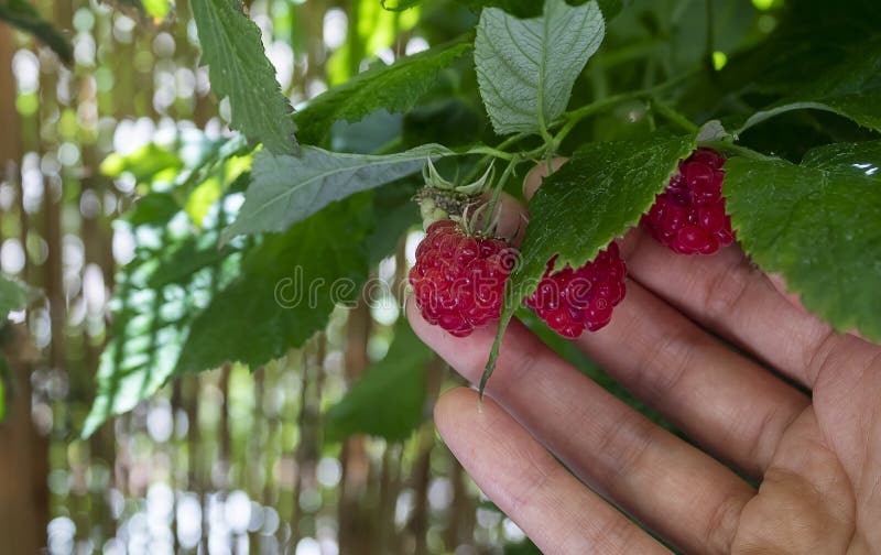 Home Balcony Gardening Concept. Stock Image - Image of harvest, summer ...