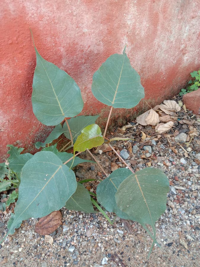 Home Base Pillars Construction Work with Iron Grid Stock Photo - Image ...