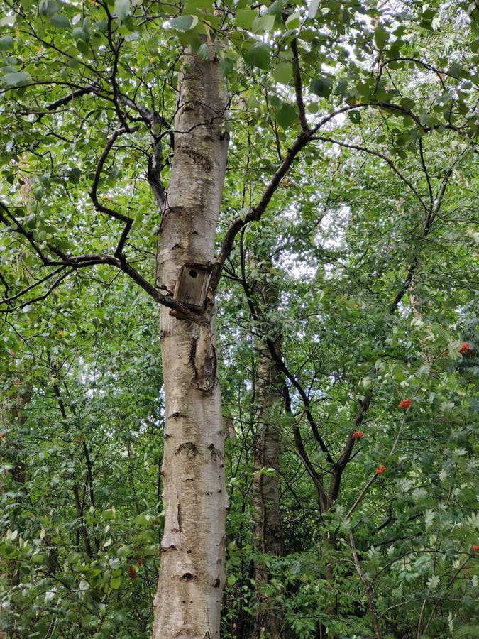 The Home of a Bird High in the Tree Stock Photo - Image of nature, tree ...