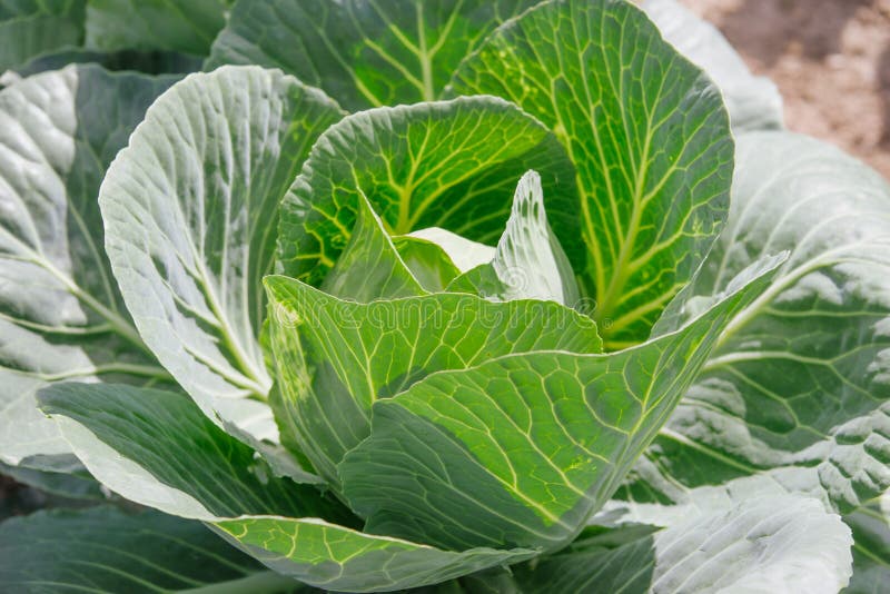 Home cabbage stock photo. Image of onion, delicious, dinner - 97756878