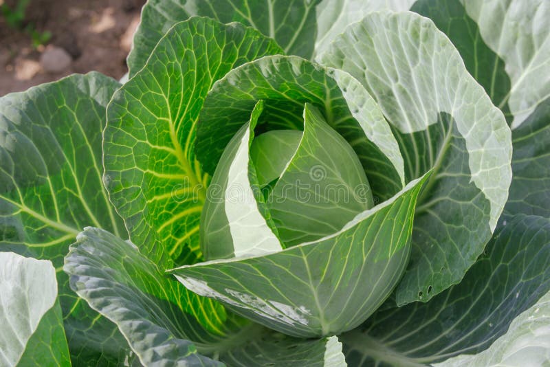 Home cabbage stock image. Image of cuisine, fresh, ingredient - 97756955