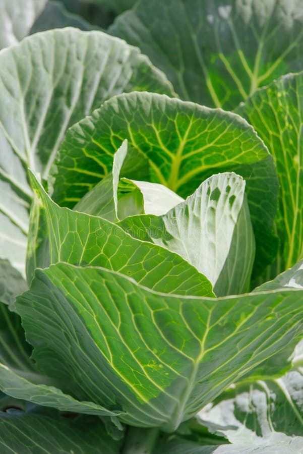 Home cabbage stock photo. Image of leaf, meal, healthy - 97756970