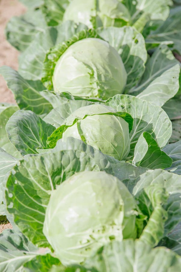 Home cabbage stock photo. Image of diet, green, home - 97757060