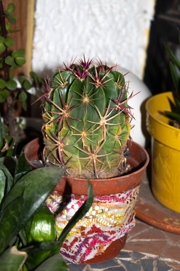 Home cactus stock image. Image of grow, sharp, cactus - 198456159