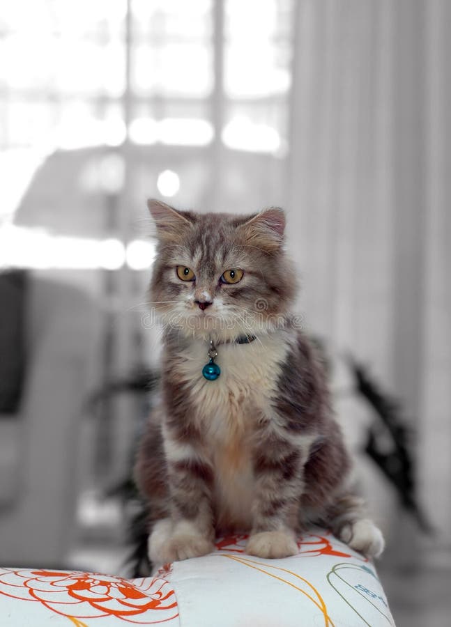 Home cat stock image. Image of wild, love, life, indoor - 1054725