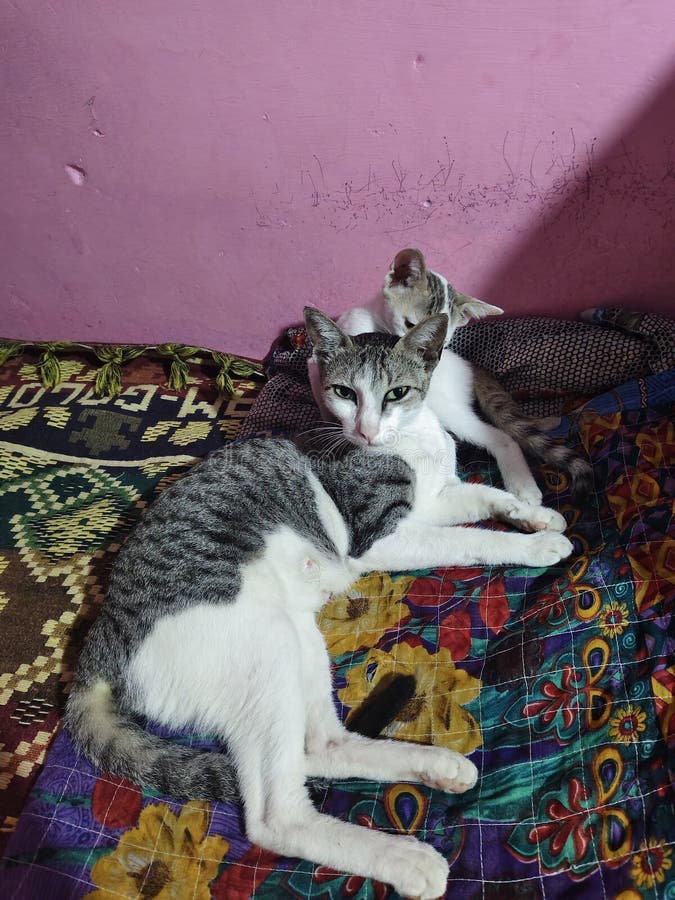 Home Cat& X27;s Cat Baby Stock Image - Image of home, baby: 330066319