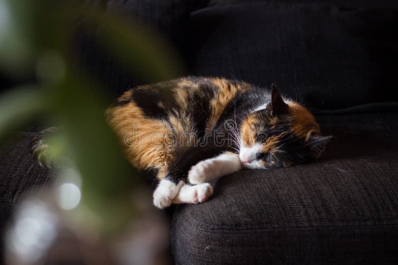 Cat sleeps on sofa stock image. Image of life, yellow - 17460931