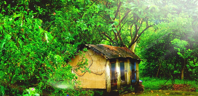 The home for chicken stock image. Image of nature, green - 264764107