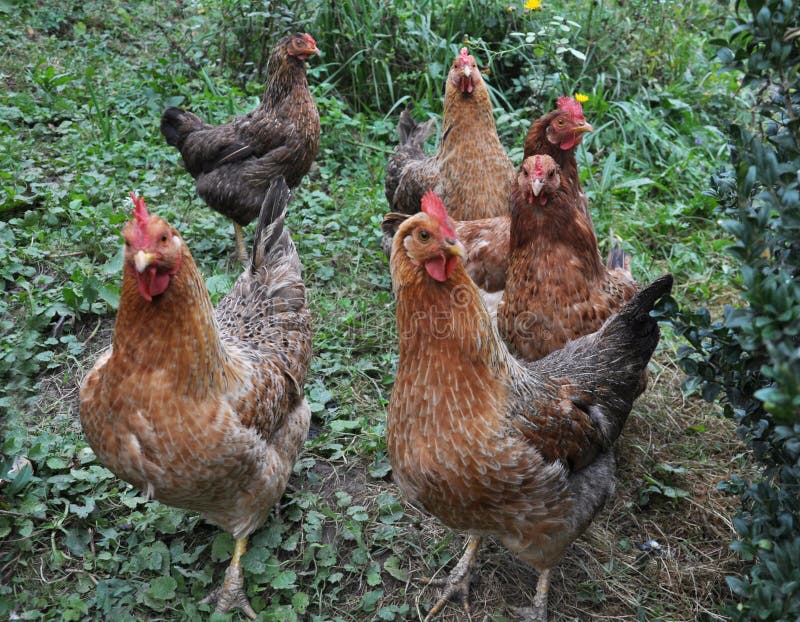 Home Chickens in a on Rustic Yard Stock Image - Image of nature, life ...