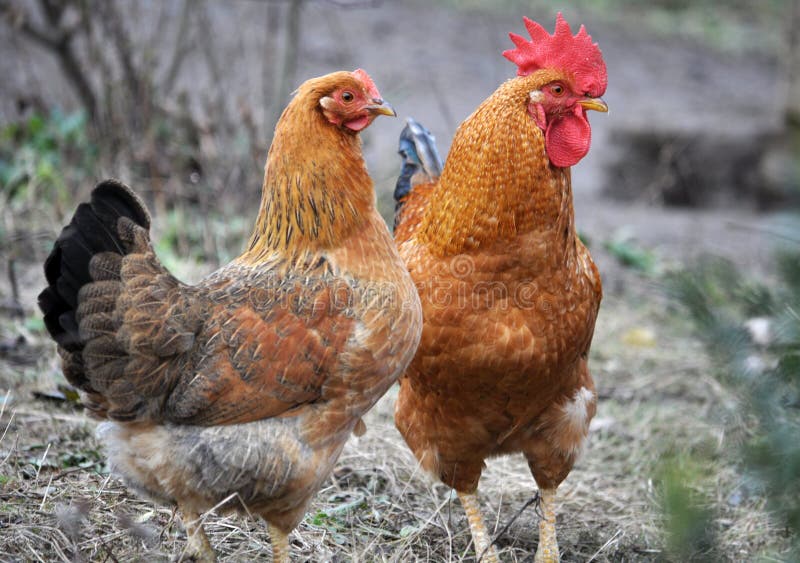 Home Chickens in a on Rustic Yard Stock Photo - Image of rural, feather ...
