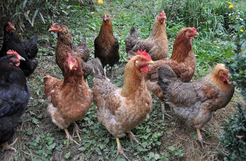 Home Chickens in a on Rustic Yard Stock Photo - Image of breed, outdoor ...