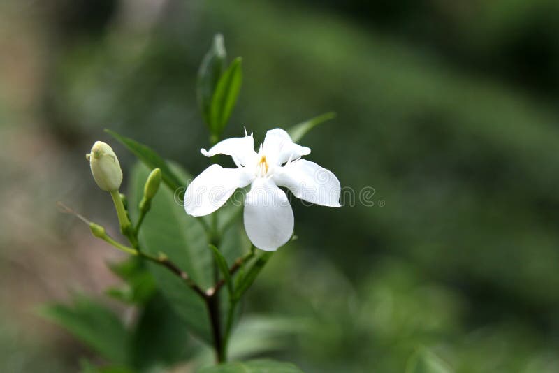 Idda Flower Stock Photos - Free & Royalty-Free Stock Photos from Dreamstime