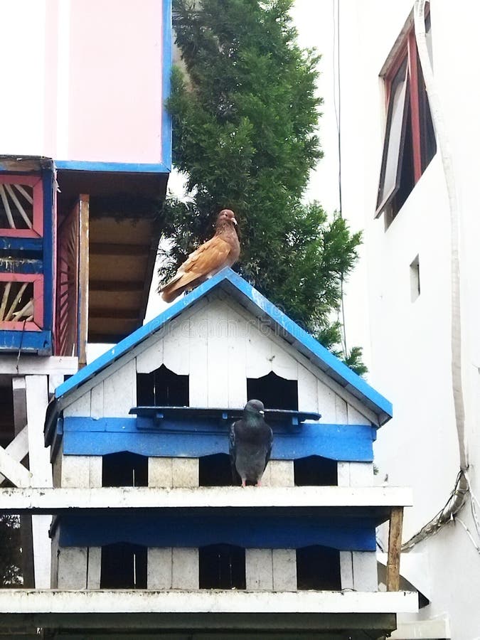 Home, Column, Stairs, Indoor, Birds Stock Photo - Image of iron ...