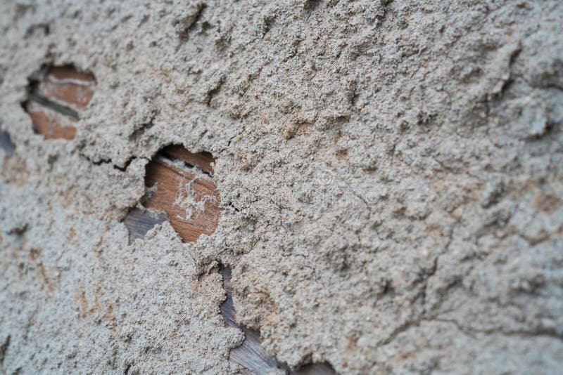 Home Damage Wood by Termite Stock Photo - Image of home, decay: 120033660