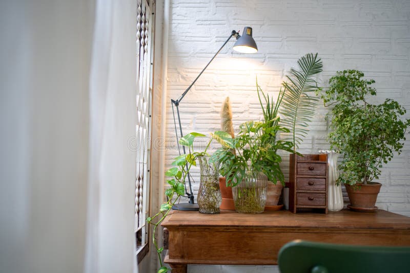 Home Decor Plants on the Table Near the Window with a Copy Stock Photo ...