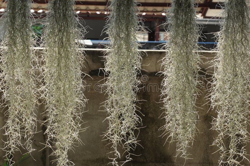 Home Decorated Garden with Spanish Moss Stock Photo - Image of ...