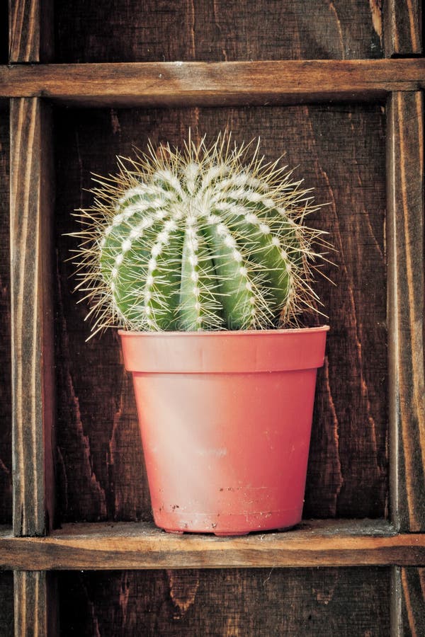 Home Decoration, Cactus on Rustic Shelf Stock Photo - Image of toned ...