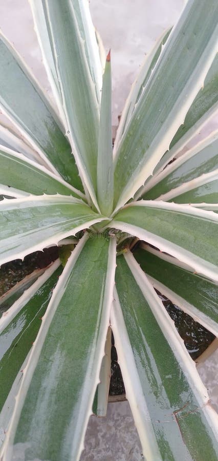 Home decoration plant stock image. Image of home, green - 235989617