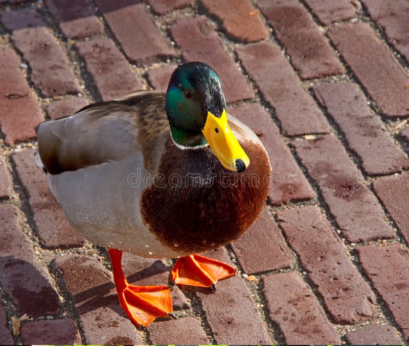 Home duck stock photo. Image of stone, single, mallard - 34492076