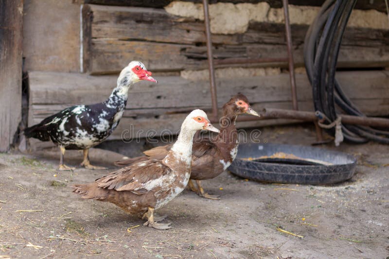 Home Ducks on Farmyard Go To Feed Stock Photo - Image of closeup ...
