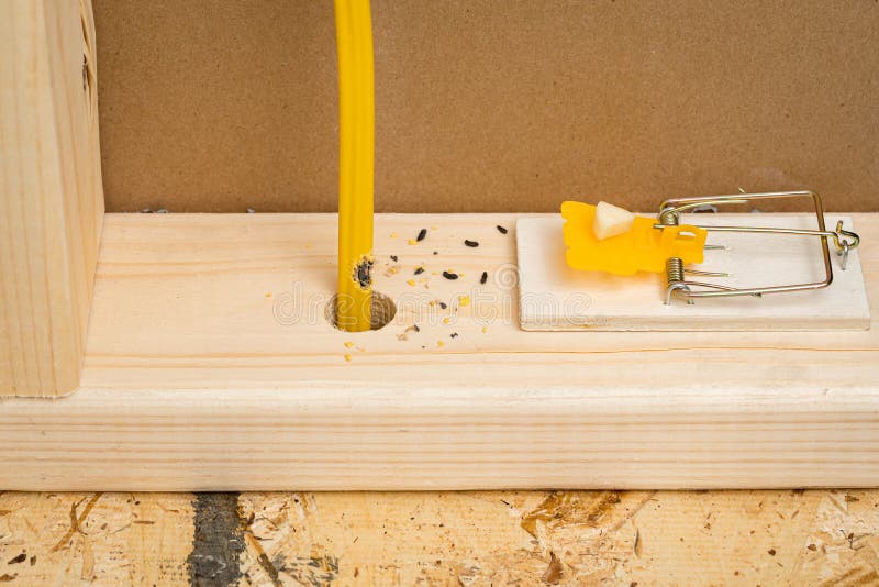 Home Electrical Wires Chewed on by Mouse with Mouse Trap. Stock Photo ...