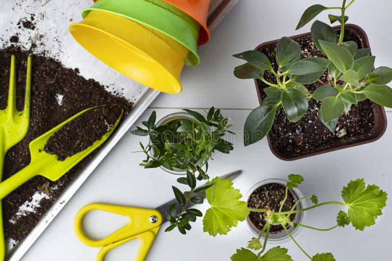 Home Floriculture Supplies, Seedlings and Tools, Top View Stock Image ...