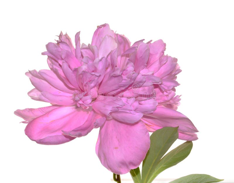 Home Flower Isolated on White Background Stock Image - Image of beauty ...