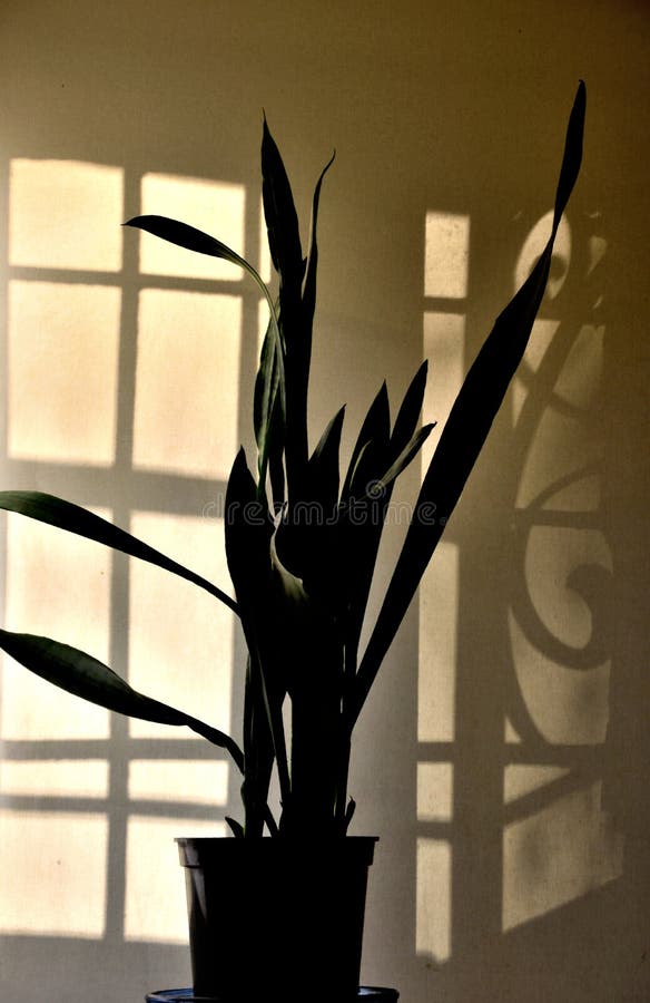 Home Flower Garden stock photo. Image of residence, plants - 5396628