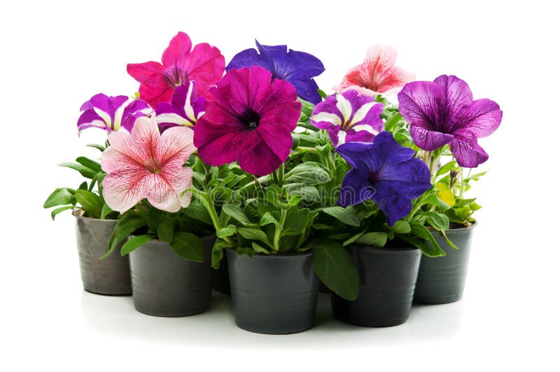 A Pot of Pink Petunias Stands on the Window, Beautiful Spring and ...