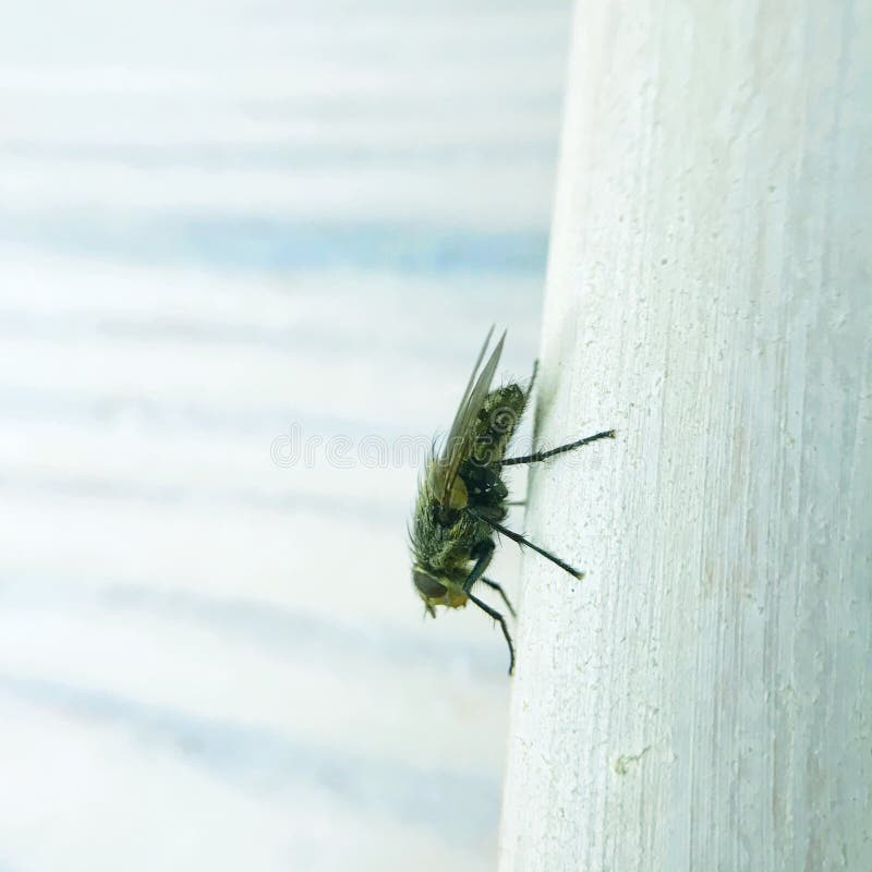 Home Fly on the Glass Close-up Stock Photo - Image of detail, colorfull ...