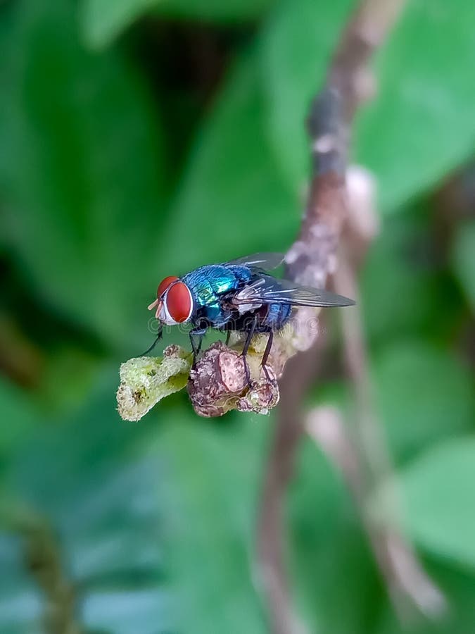 Home fly insect bug stock image. Image of nature, insect - 207282169