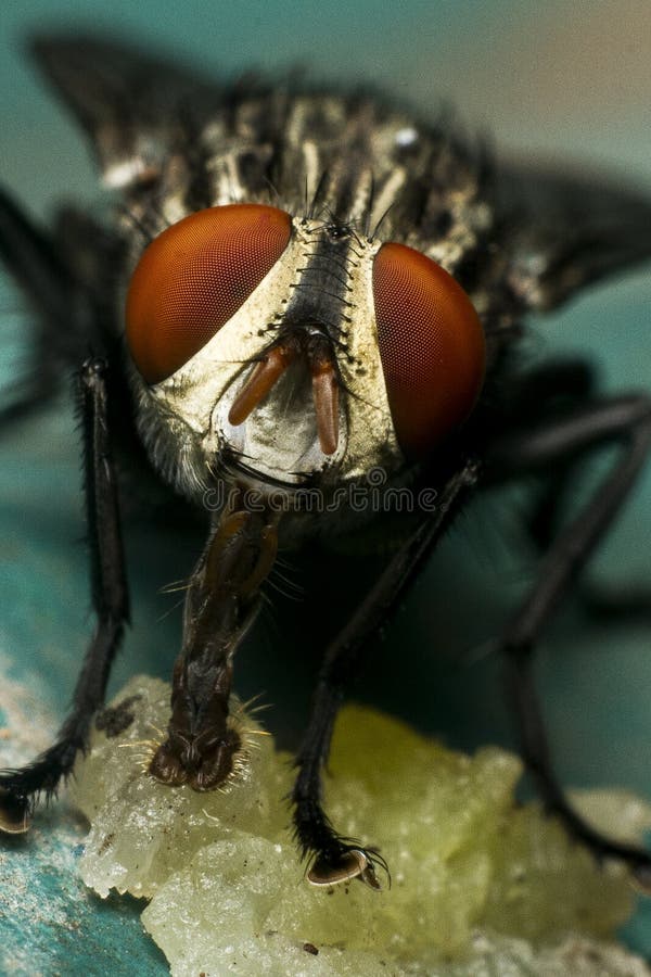 Home fly micro stock photo stock image. Image of blue - 186666665