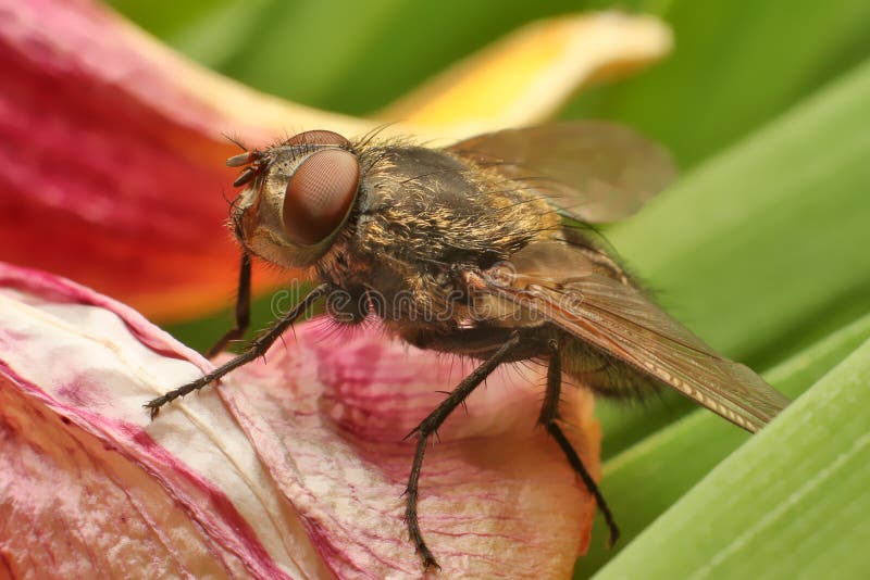 Home Fly on the Plant Close-up. Stock Image - Image of ugly, housefly ...