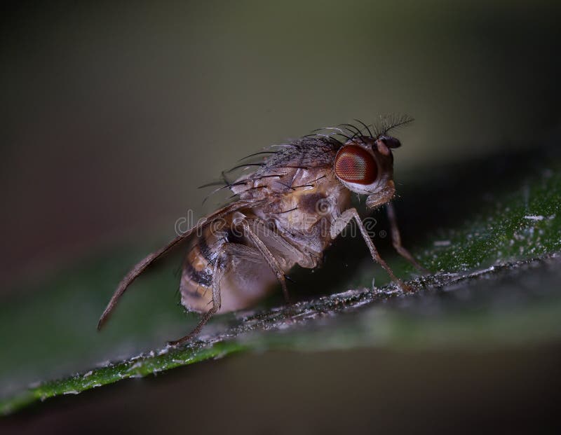 26,731 Fly Side Stock Photos - Free & Royalty-Free Stock Photos from ...