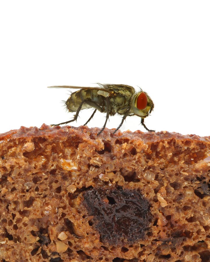 Home Fly Sitting on Slice of Bread Stock Image - Image of details, bake ...