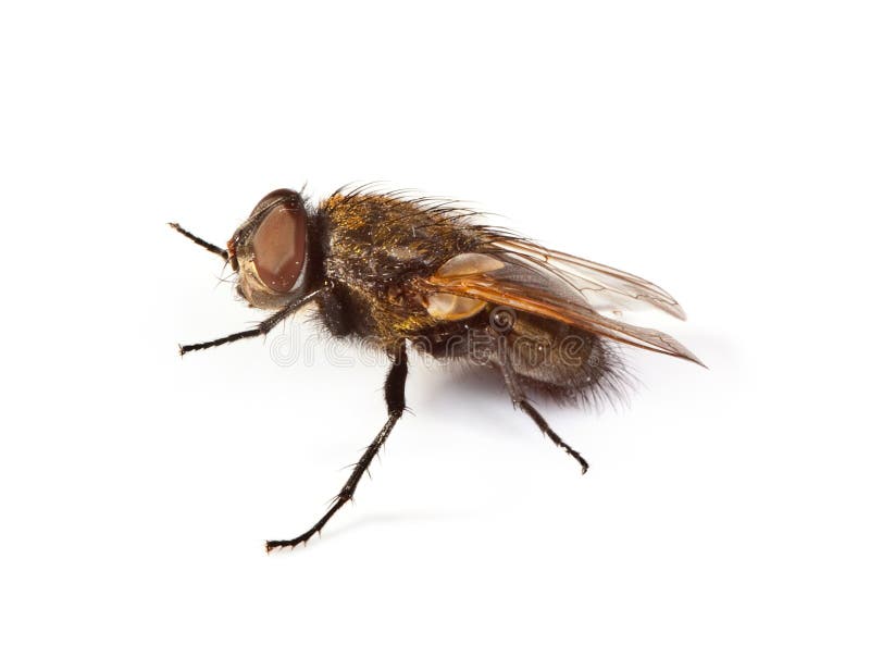 Dirty Common Housefly Eating, Musca Domestica, Isolated Stock Photo ...