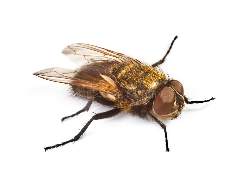 House fly isolated stock photo. Image of natural, illness - 6307928