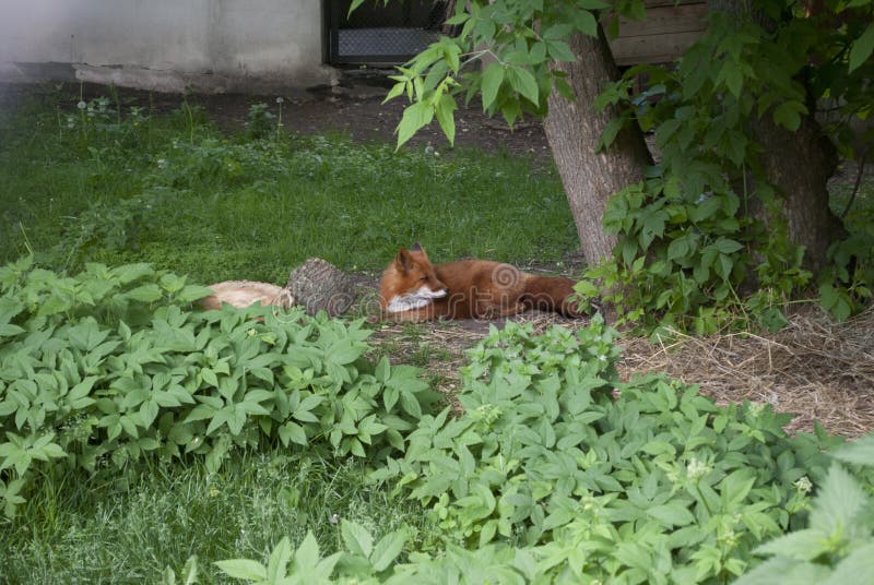 Home Fox lies in the grass stock photo. Image of animals - 118122600