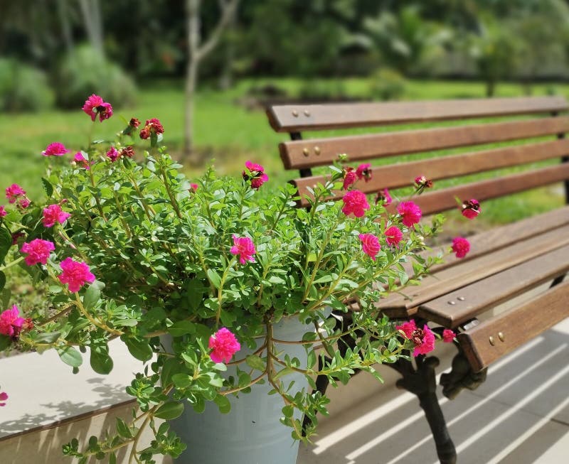 Home Garden Bench Next To Red Flowers Stock Photo - Image of home ...