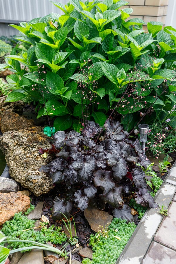 Home Garden with Black Pearl Heuchera and Hydrangea Bush Stock Image ...